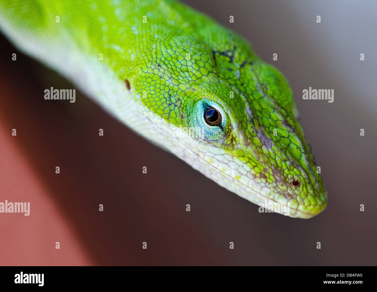 Green anole lizard hi-res stock photography and images - Alamy