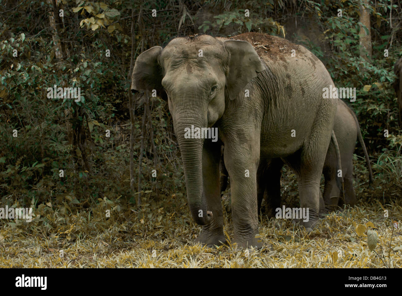 The endangered Asian or Asiatic elephant (Elephas maximus) is the only ...