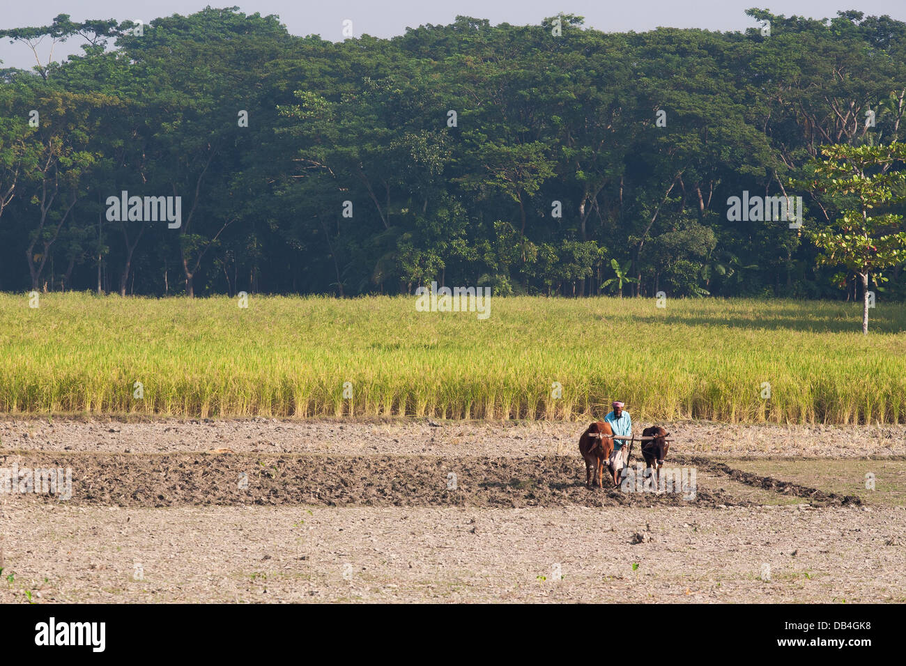 Rural bangladesh hi-res stock photography and images - Alamy