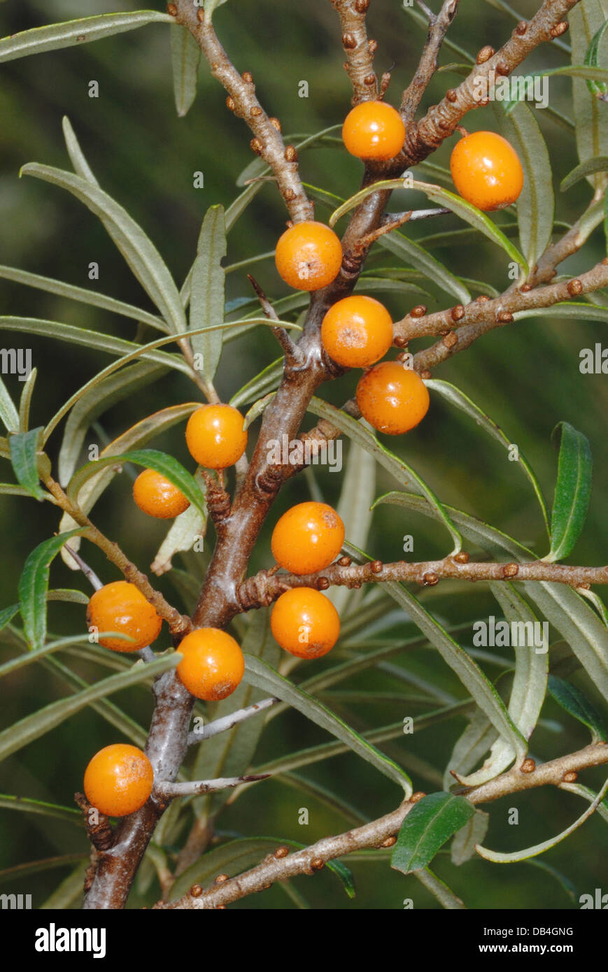 Sea Buckthorn berries (Hippophae rhamnoides Stock Photo - Alamy