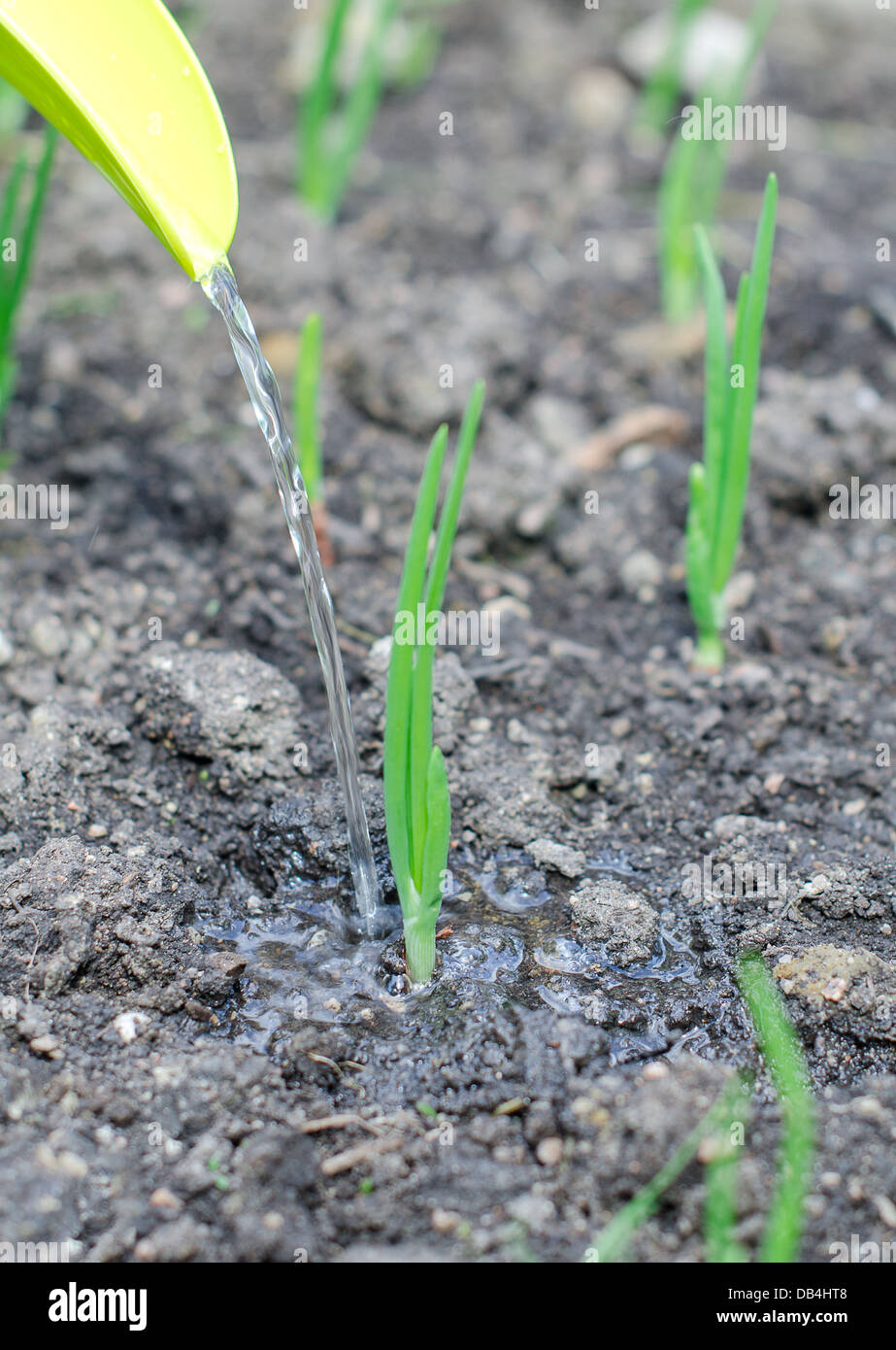 young green sprout watering outdoors Stock Photo - Alamy