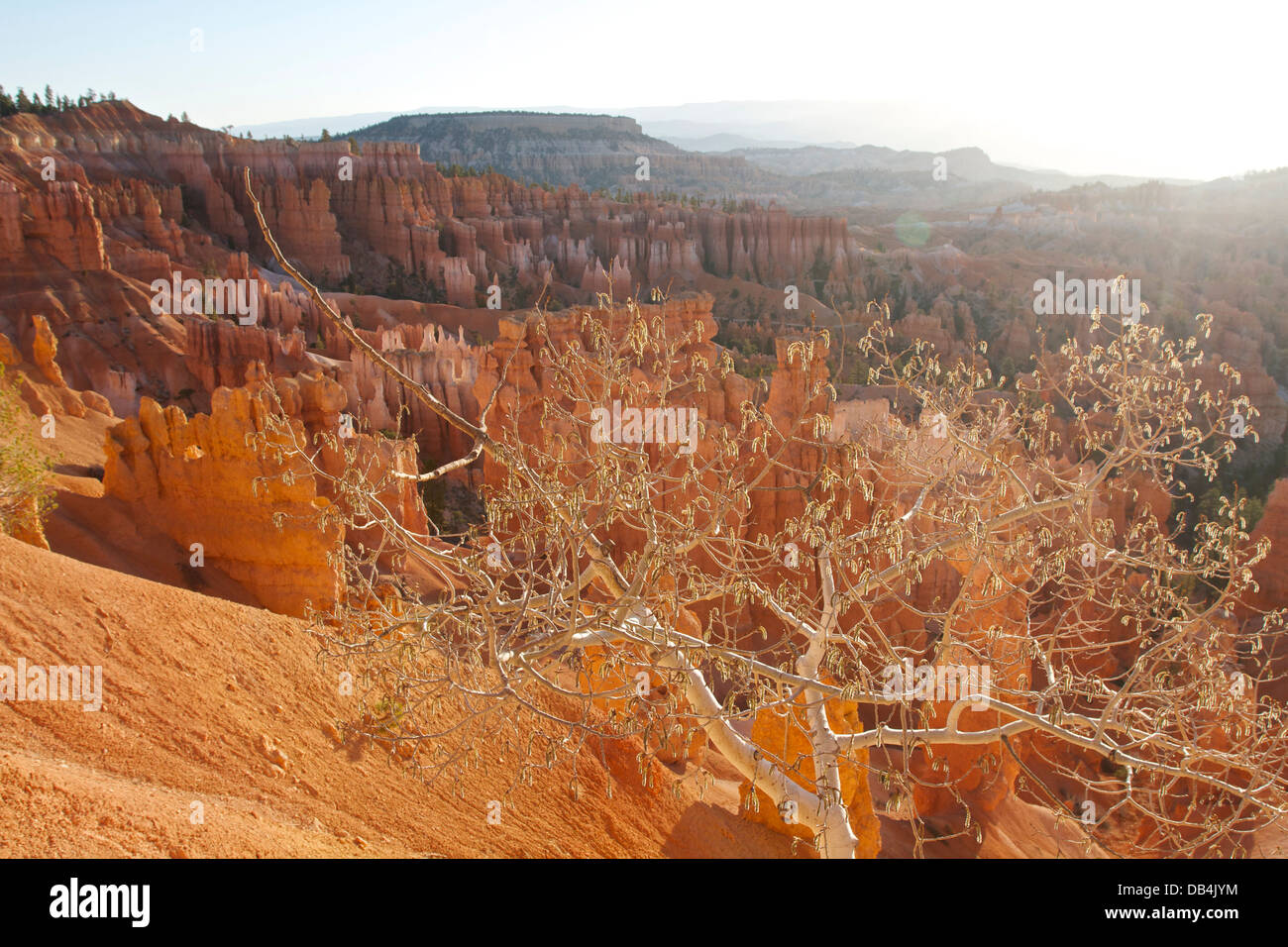 View hoodoos in amphitheater hi-res stock photography and images - Alamy