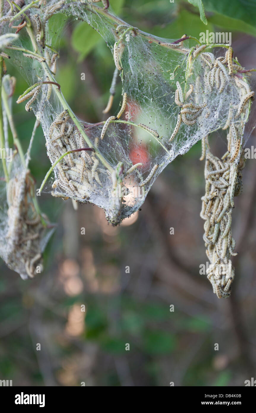 caterpillars of a moth on a black cherry tree in Finland in the Summer ...