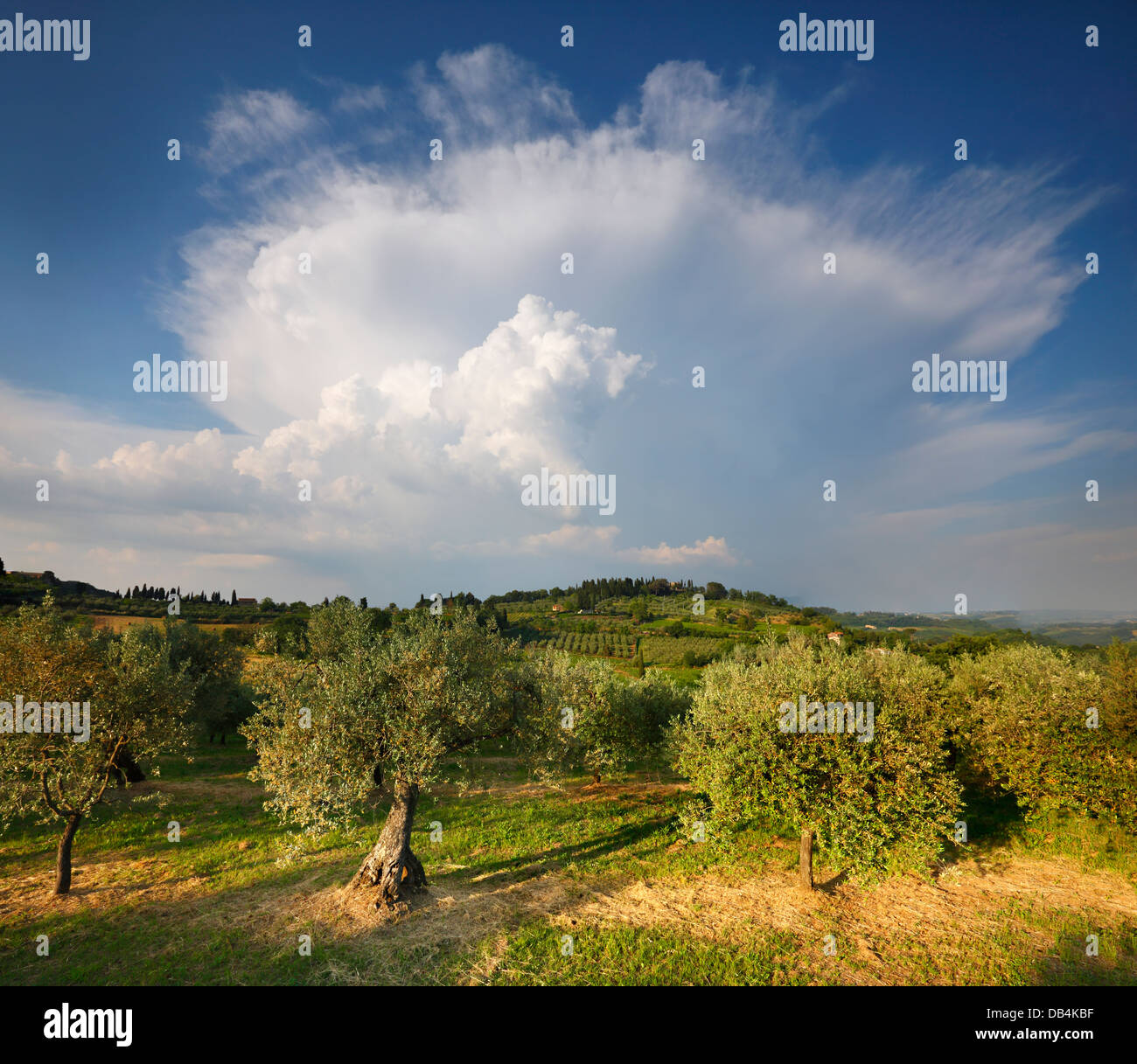 Tuscany landscape trees hi-res stock photography and images - Alamy