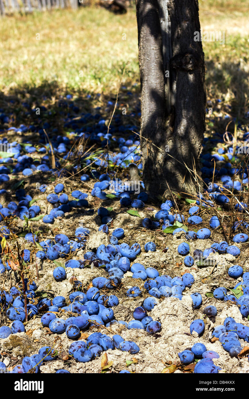 Shaken tree hi-res stock photography and images - Alamy