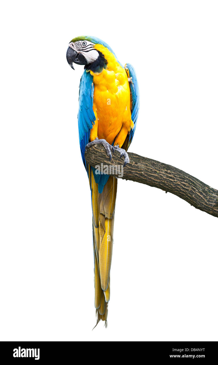 Tropical wildlife hi-res stock photography and images - Alamy