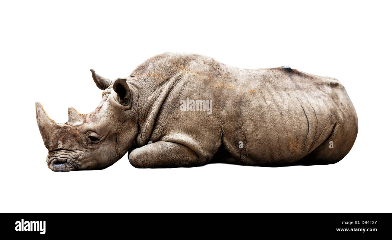 huge rhino isolated on white Stock Photo - Alamy