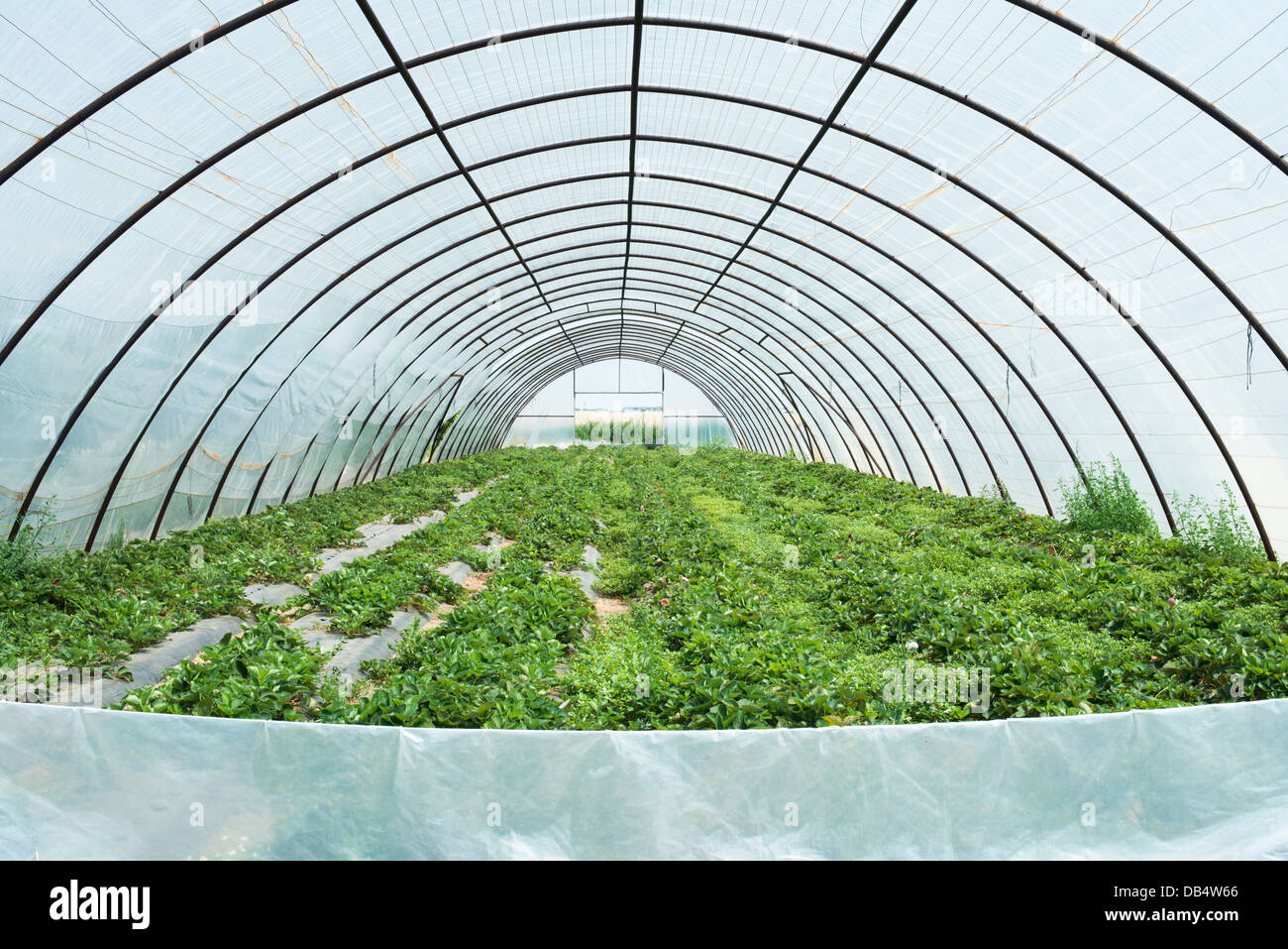 Industrial plants plantations hi-res stock photography and images - Alamy