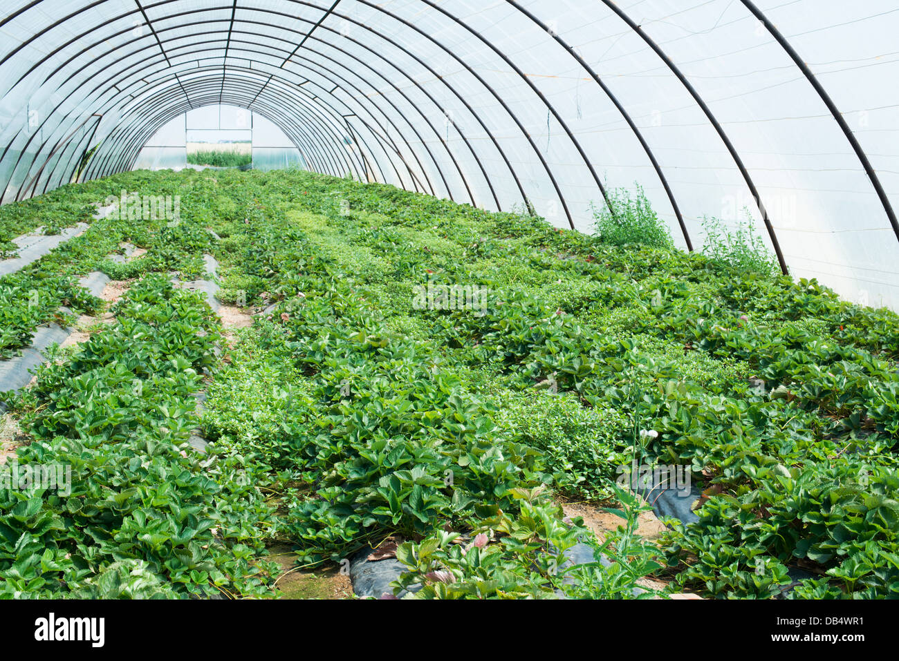 Industrial plants plantations hi-res stock photography and images - Alamy