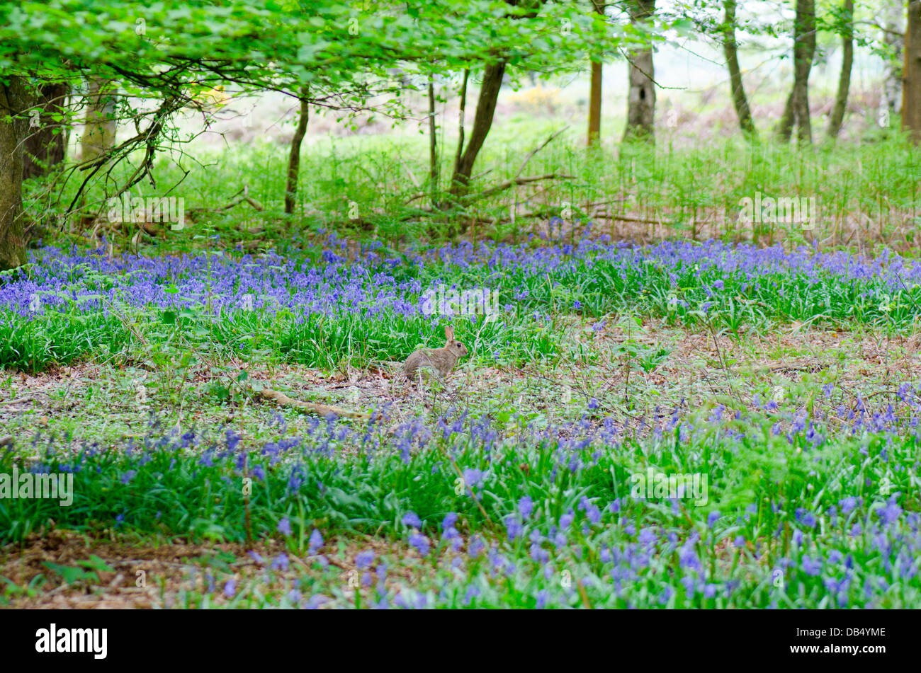 Rabbit in bluebells in forest Stock Photo - Alamy
