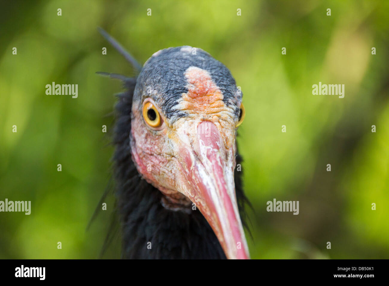 Face of northern bald ibis looking at you Stock Photo - Alamy