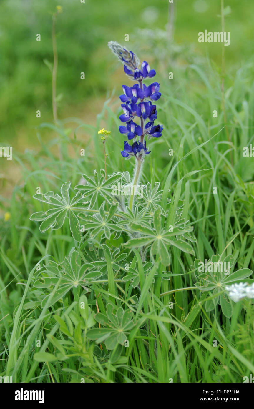 Blue lupin - Lupinus pilosus, Photographed in Israel in March Stock ...