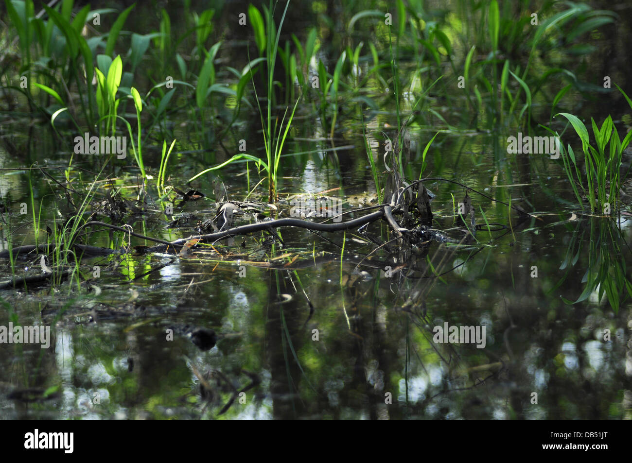 Winter Swamp, (Vernal pool) this area floods during the winter rainy ...