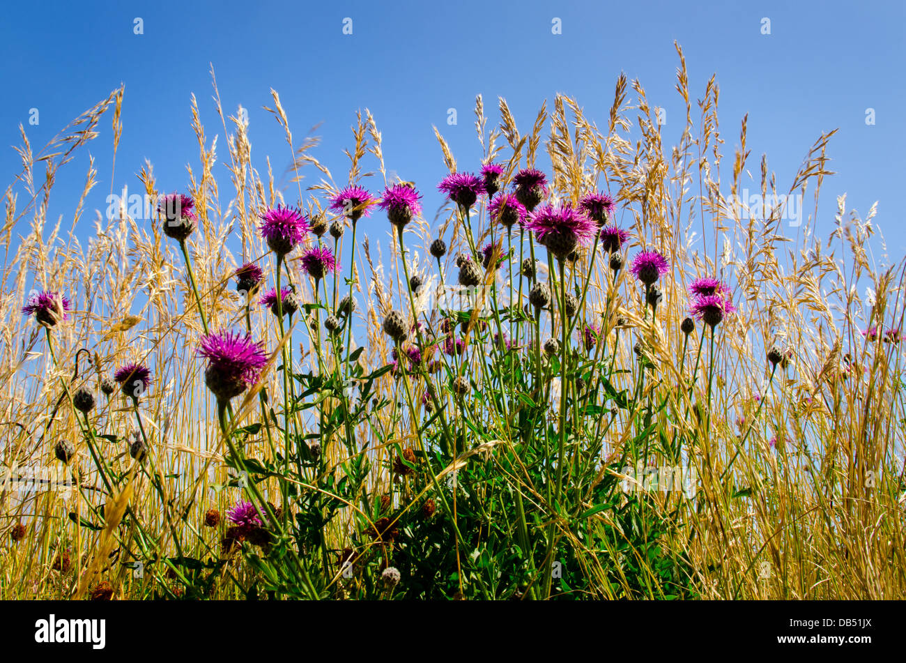 Warm summer sky hi-res stock photography and images - Alamy