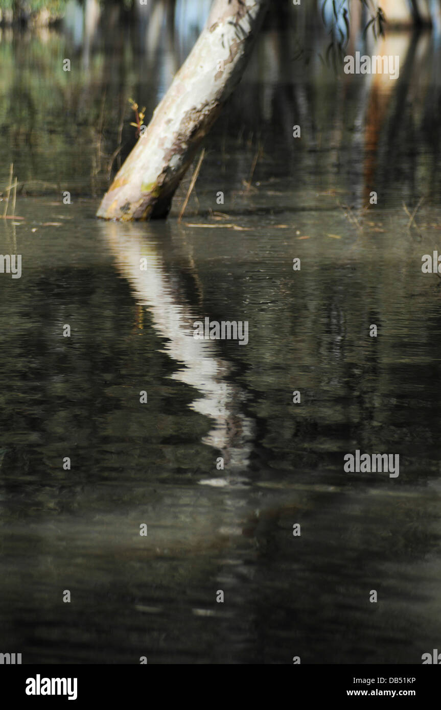 Winter Swamp, (Vernal pool) this area floods during the winter rainy ...