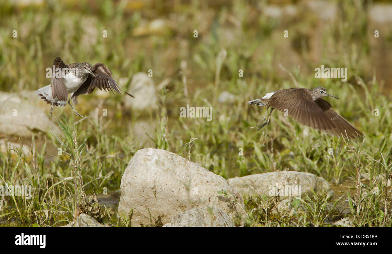 Green Sandpipers Tringa ochropus in flight April Stock Photo - Alamy