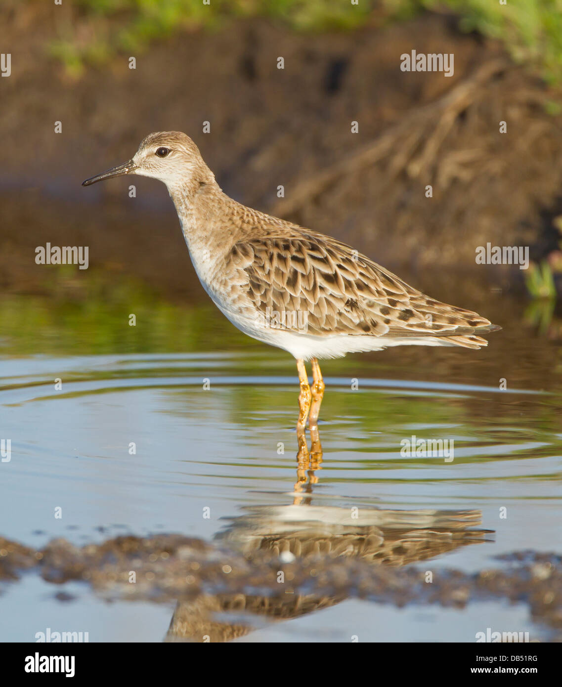 Juvenile Ruff Philomachus pugnax April Stock Photo - Alamy
