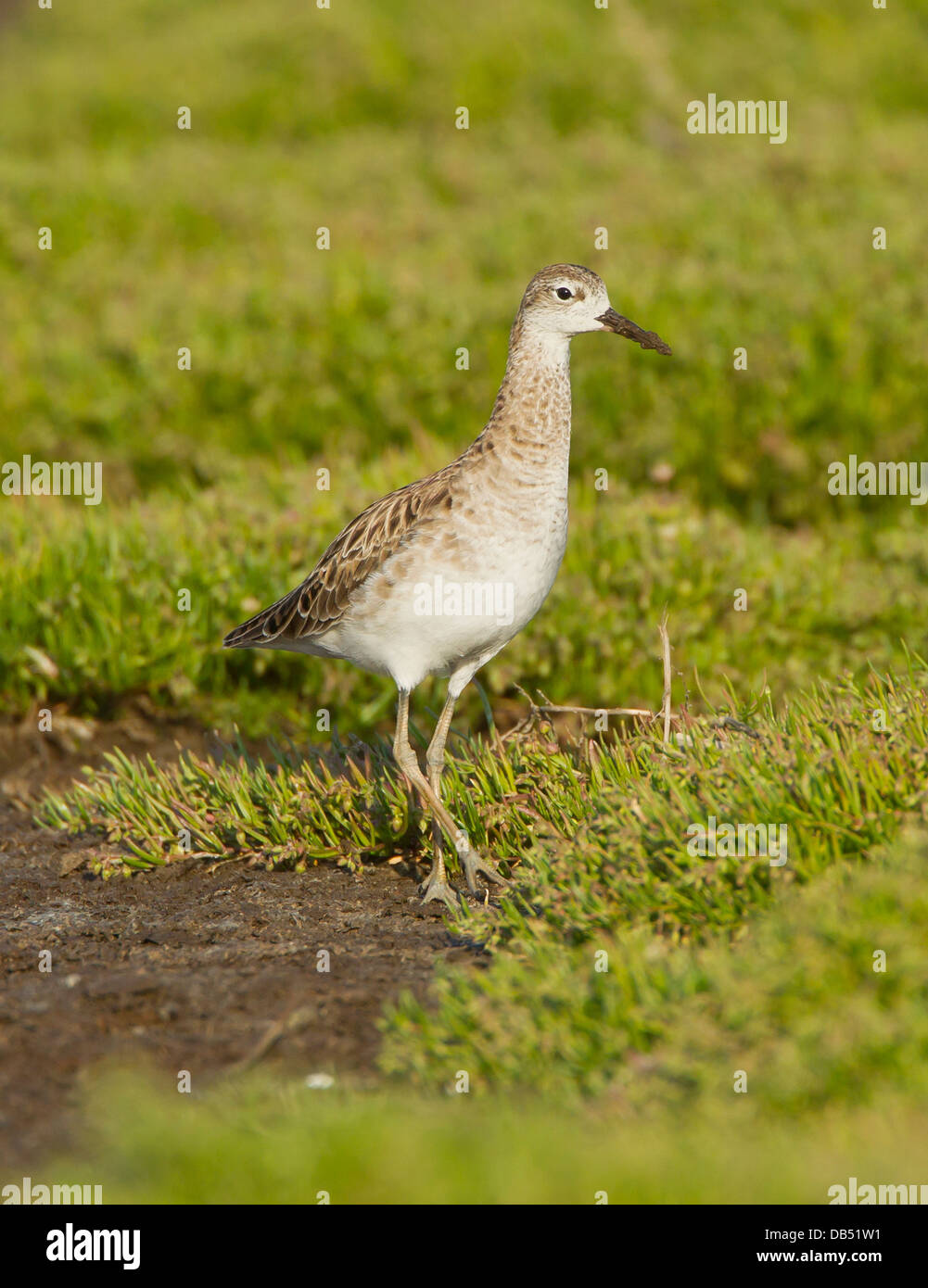 Juvenile Ruff Philomachus pugnax April Stock Photo - Alamy