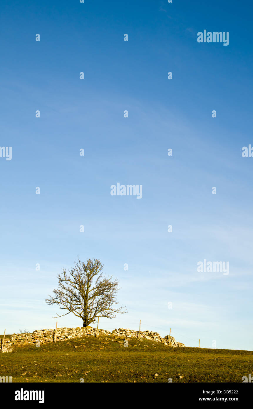 Tree on top Stock Photo - Alamy