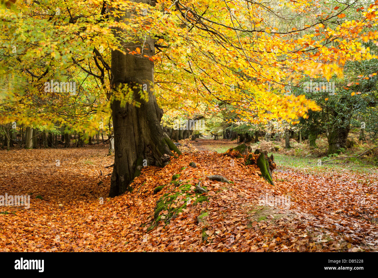 An avenue of ancient beech trees beside a sunken track in autumn ...