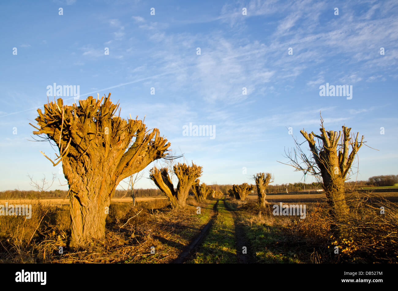 The willow path hi-res stock photography and images - Alamy