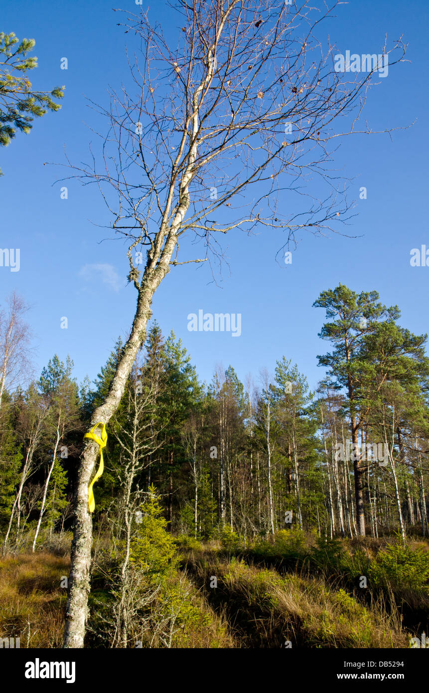 Colour marked tree hi-res stock photography and images - Alamy