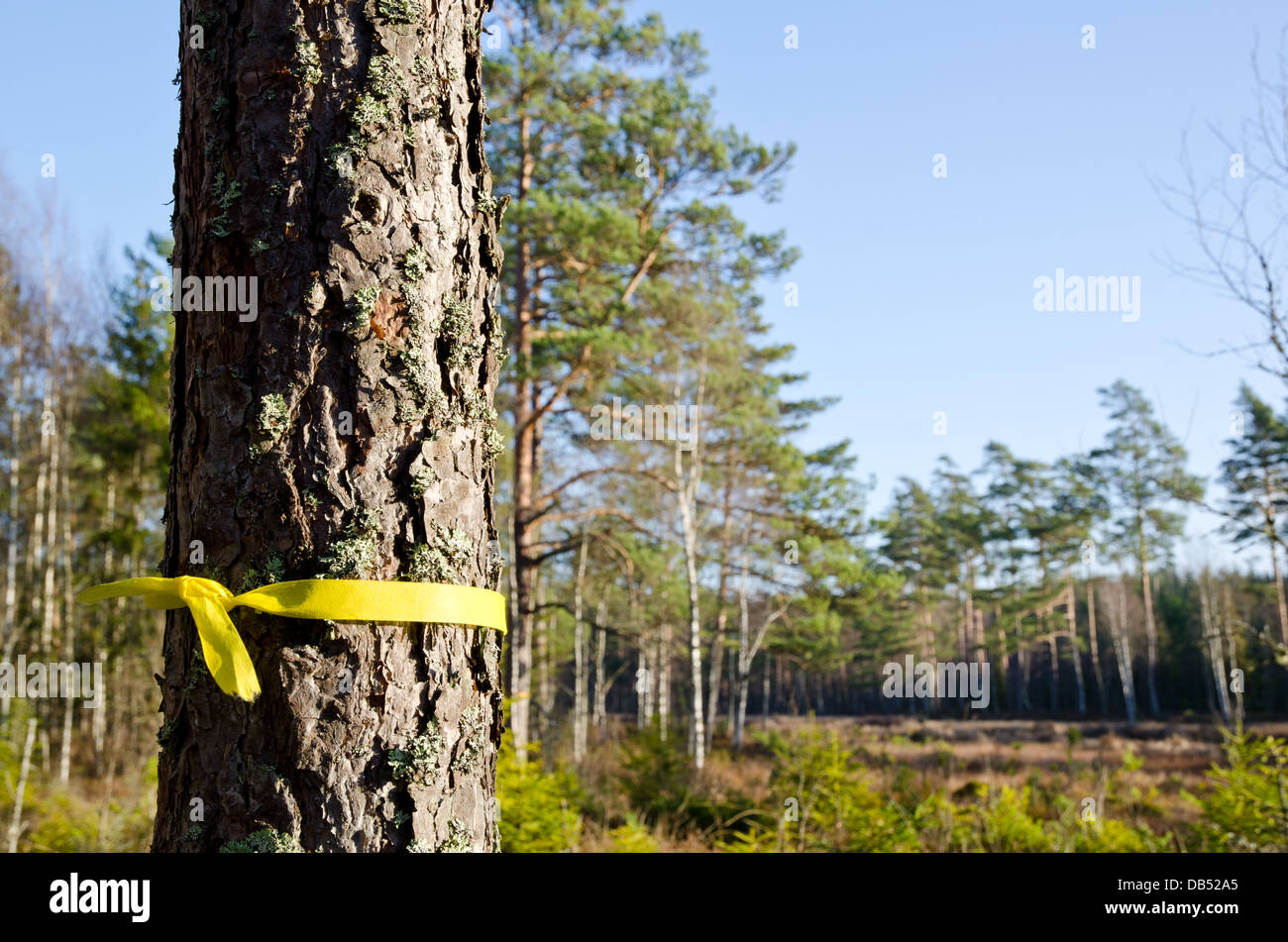 Tree reference hi-res stock photography and images - Alamy