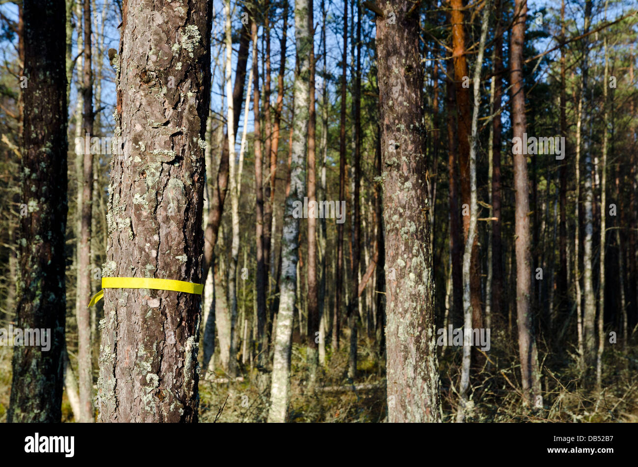 Marked tree hi-res stock photography and images - Alamy