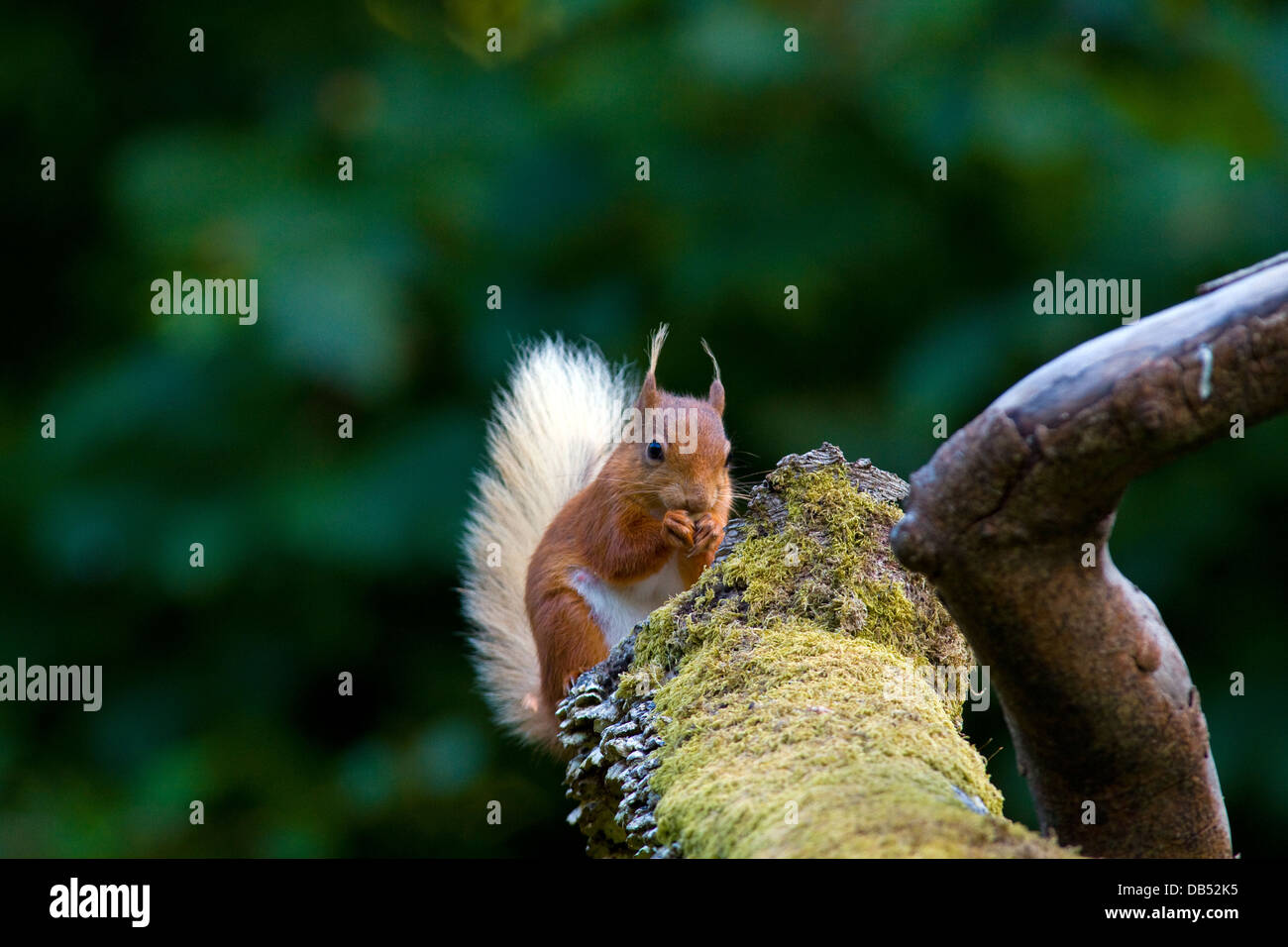 Red Squirrel,Sciurus vulgaris, on fallen branch,Cooley Peninsula,Louth ...
