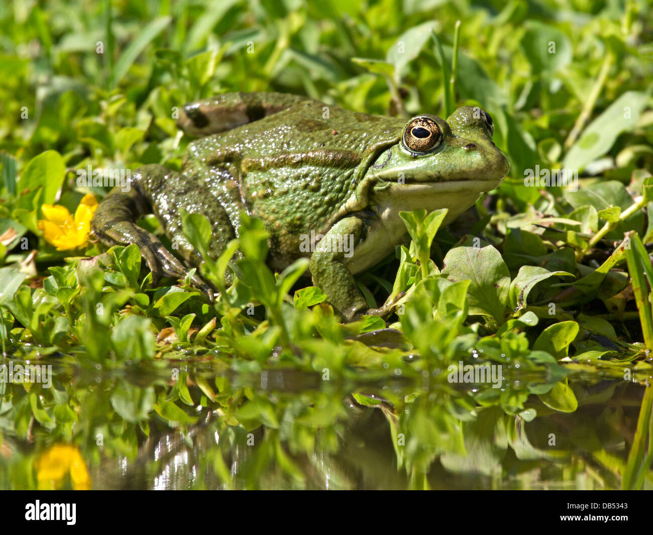 European common frog Stock Photo - Alamy