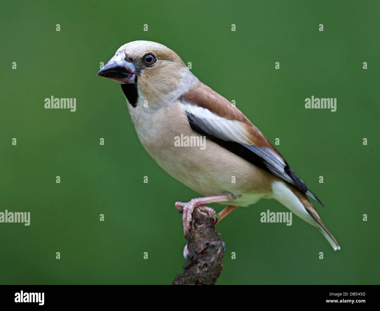 Hawfinch female hi-res stock photography and images - Alamy