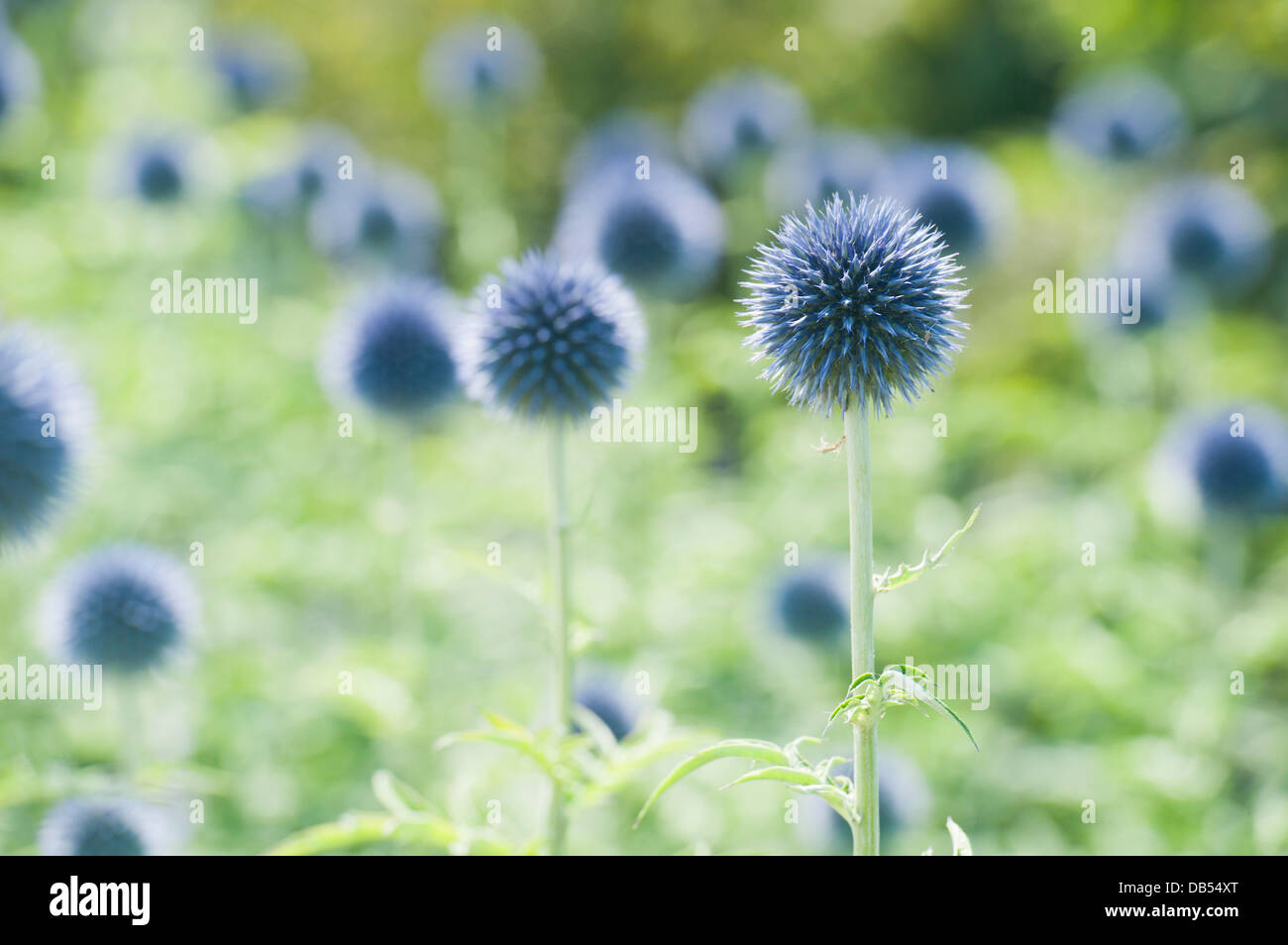 Blue spiky flowers hi-res stock photography and images - Alamy