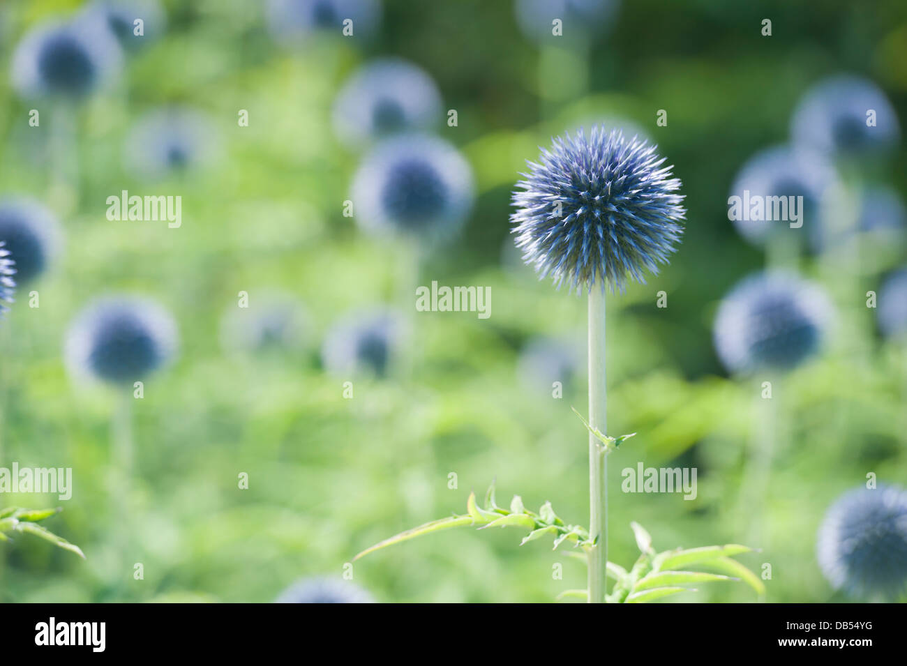 Blue spiky flowers hi-res stock photography and images - Alamy