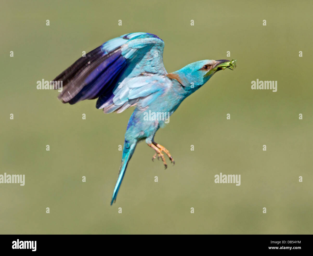 European roller with grasshopper in flight Stock Photo - Alamy