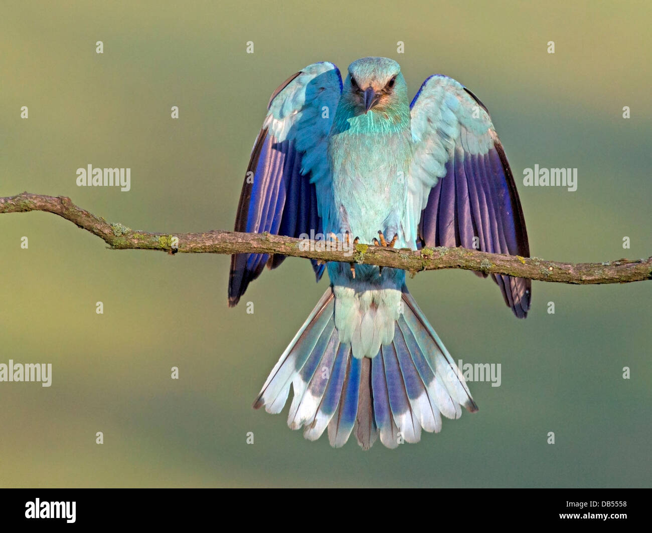 Bird with wings raised hi-res stock photography and images - Alamy