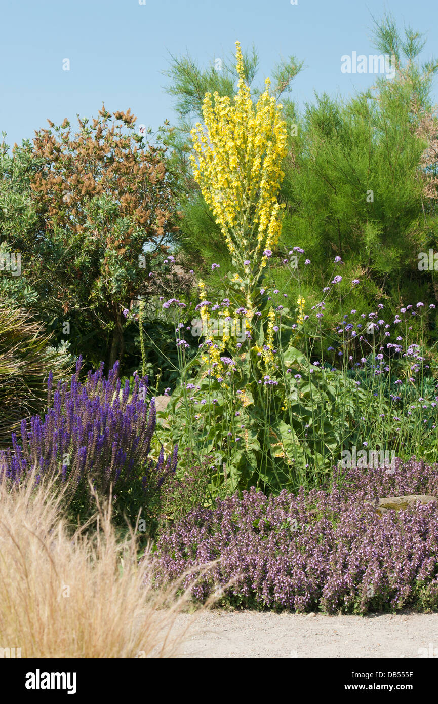 picture of specialist planting in a dry flower bed for drought ...