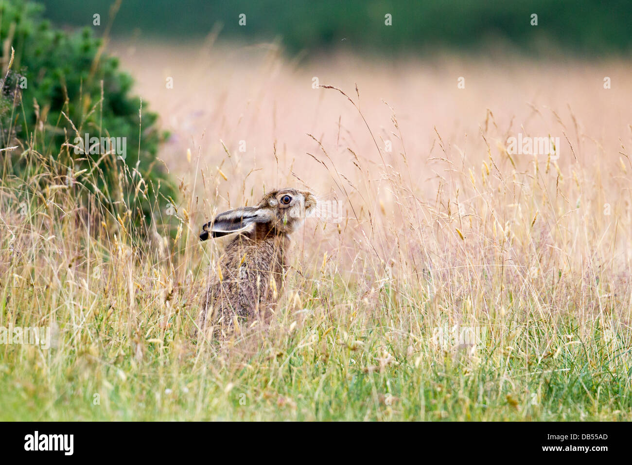 Hare in the grass hi-res stock photography and images - Alamy