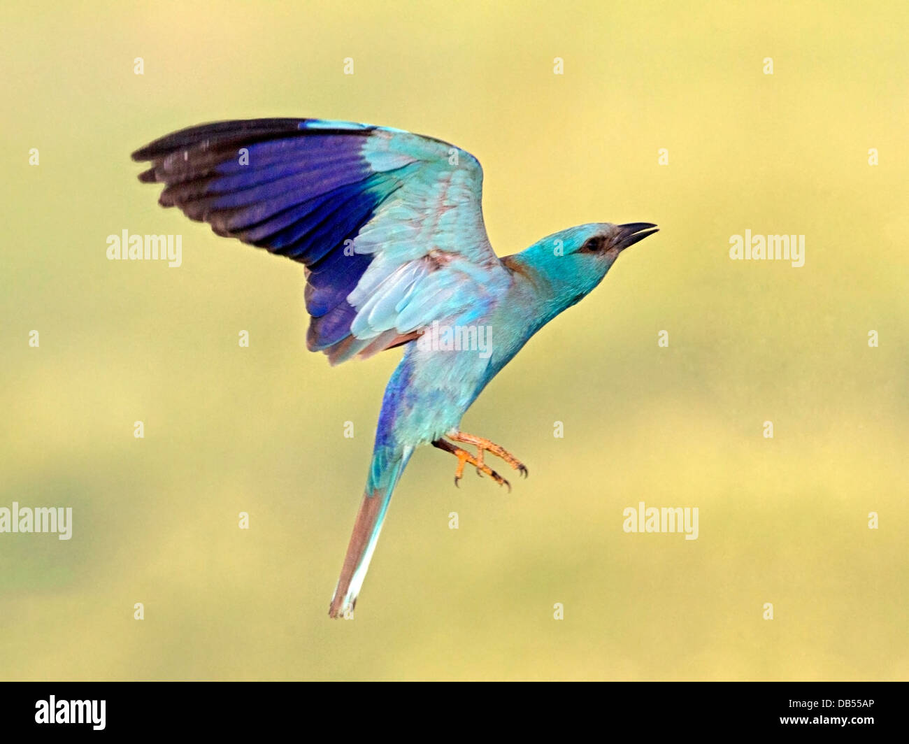 European roller in flight Stock Photo - Alamy