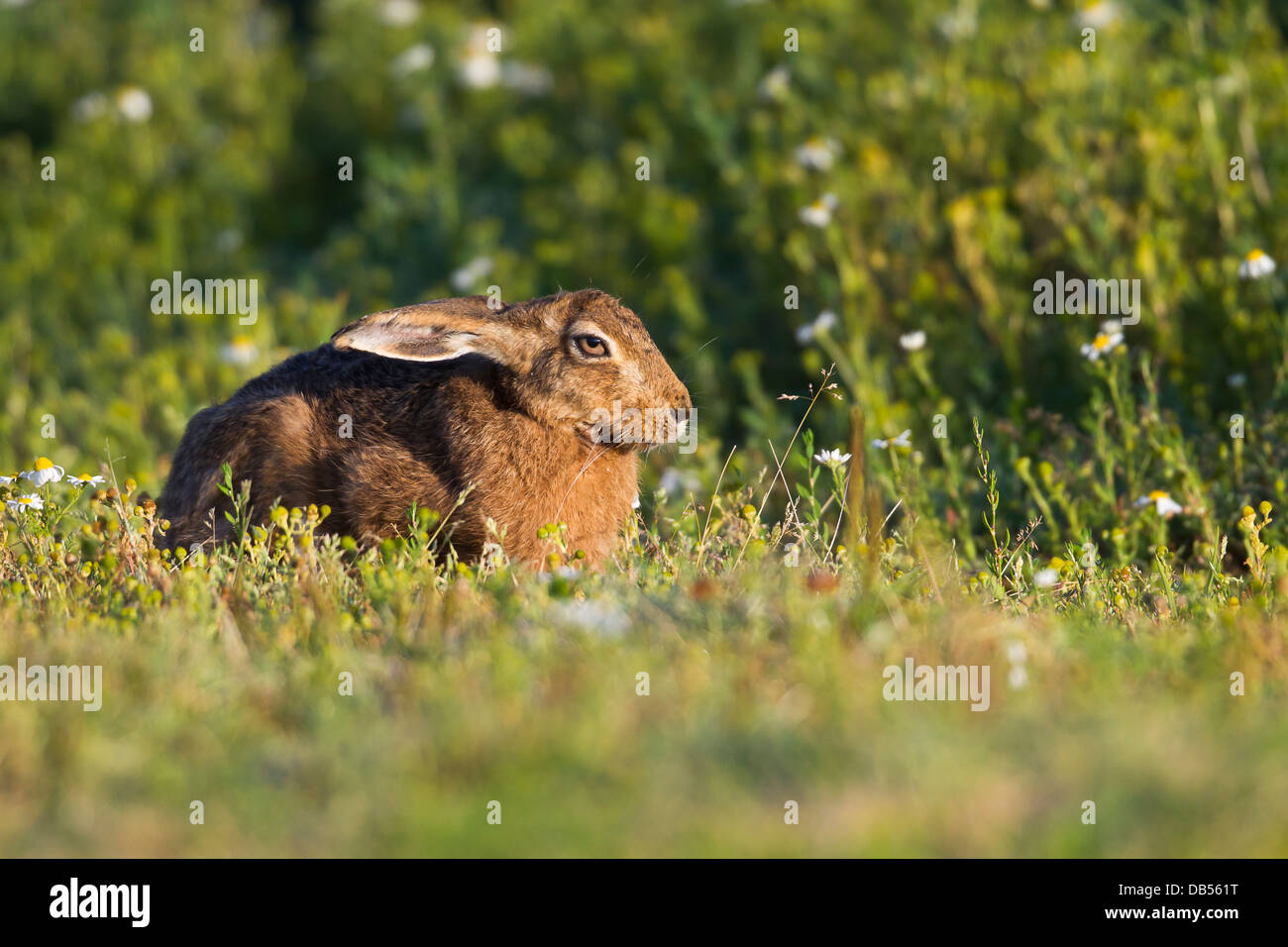 Hare in Grass Stock Photo - Alamy