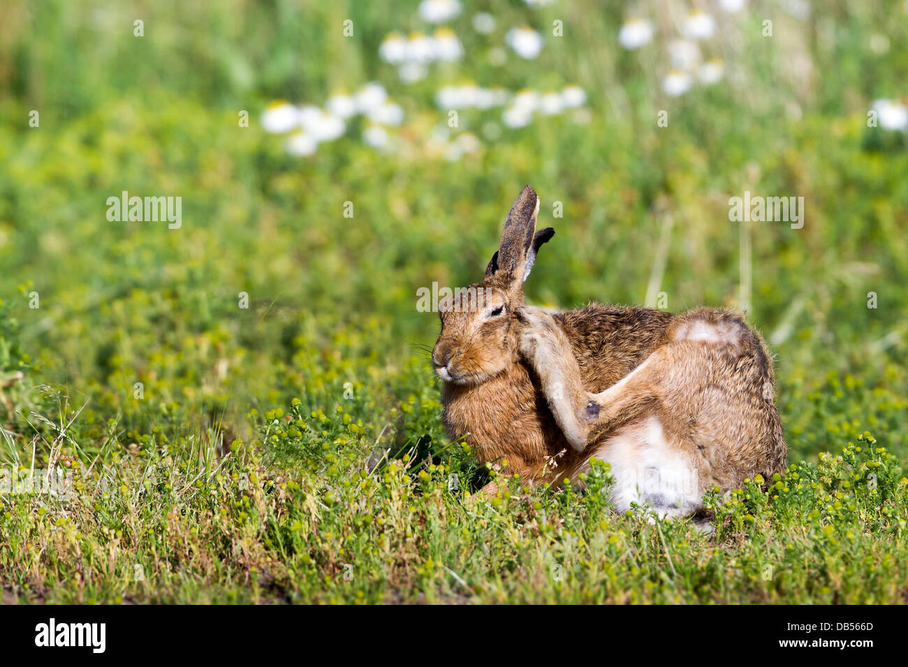 Hare scratching ear Stock Photo - Alamy