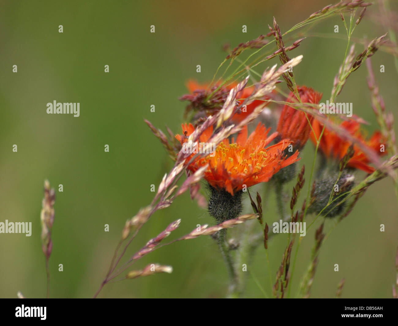 Fox and cubs wild flower hi-res stock photography and images - Alamy
