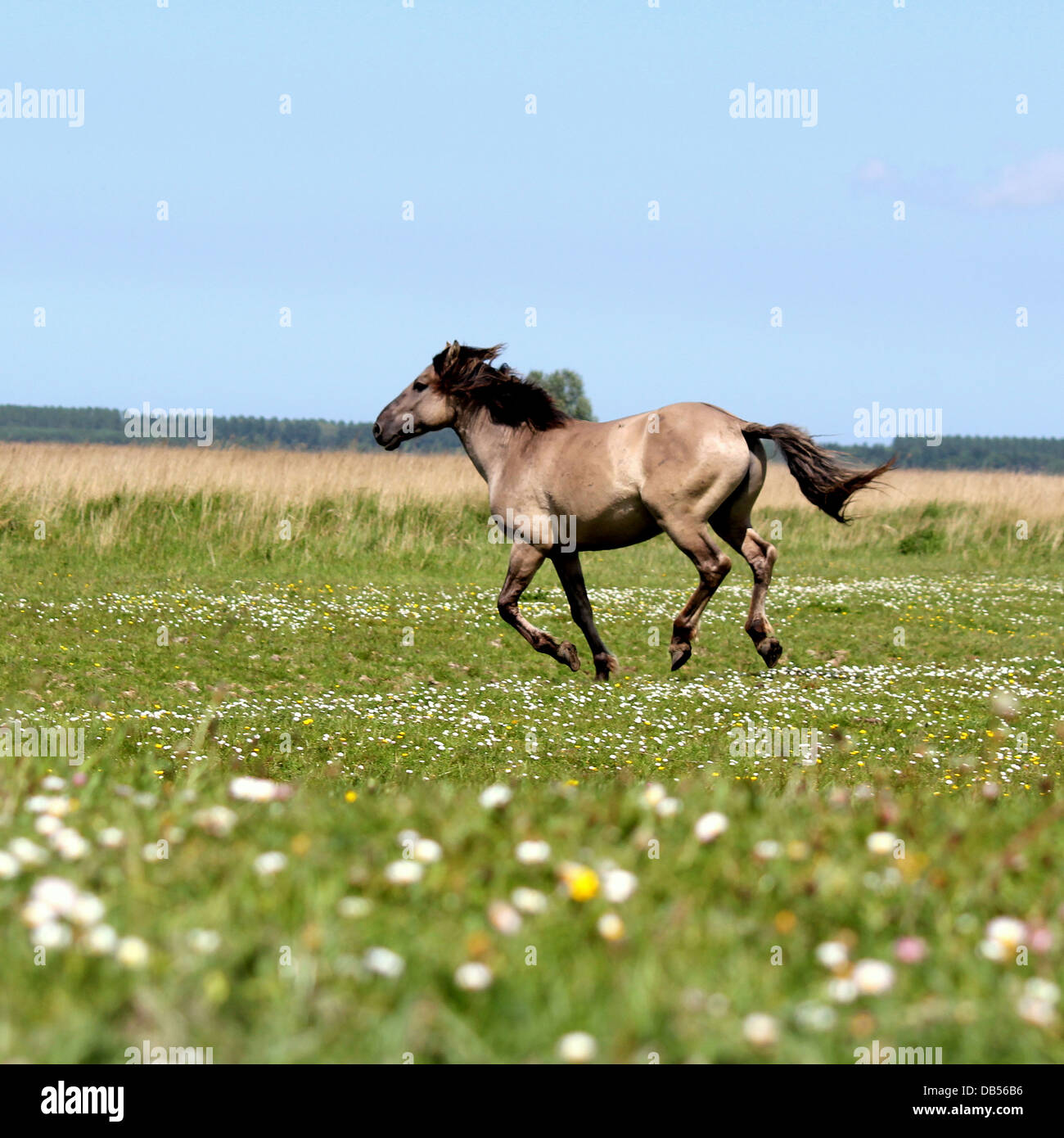 Polish primitive horse a.k.a. Konik Horse galloping at full speed in a ...