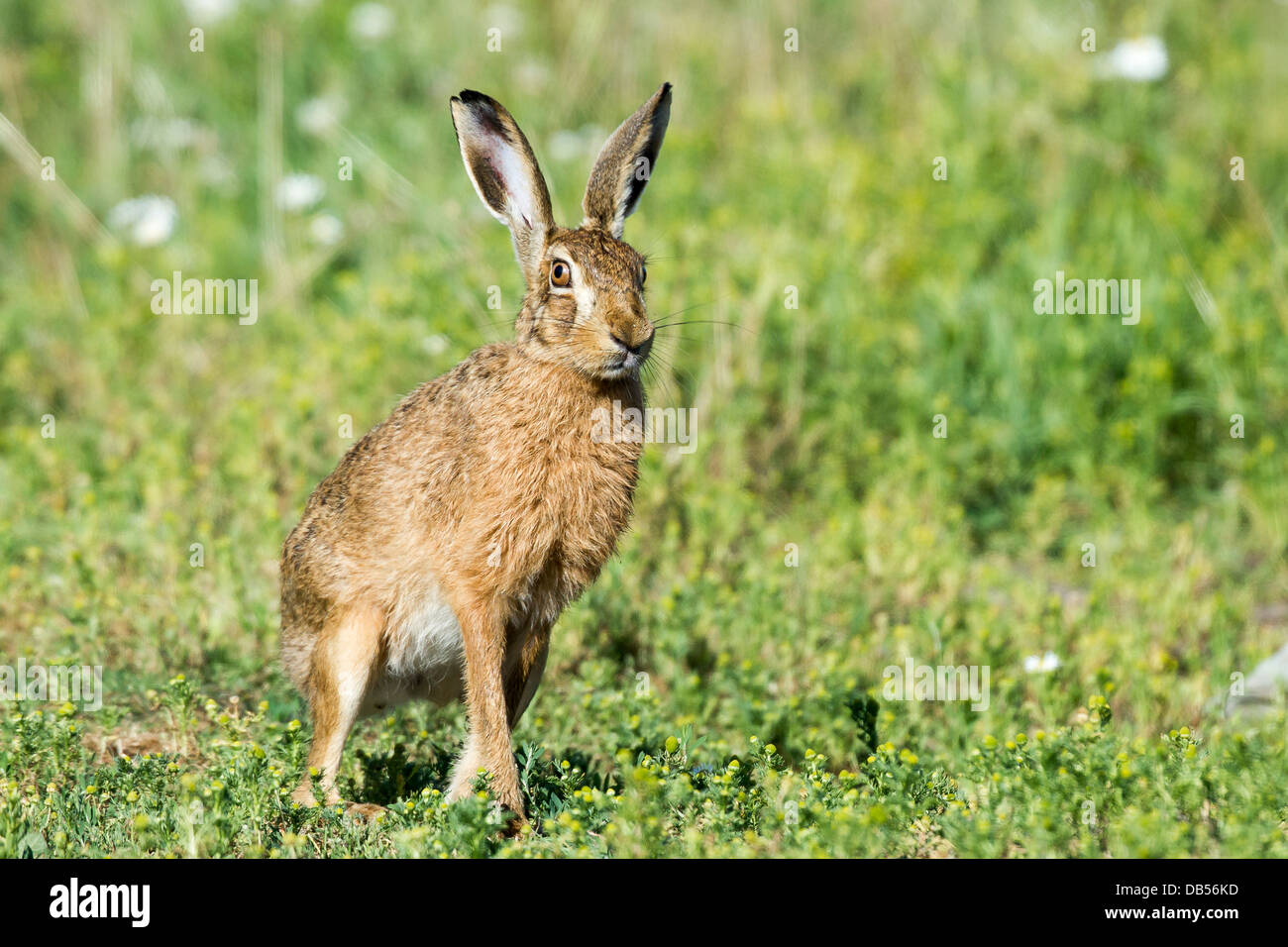 Hare in Grass Stock Photo - Alamy