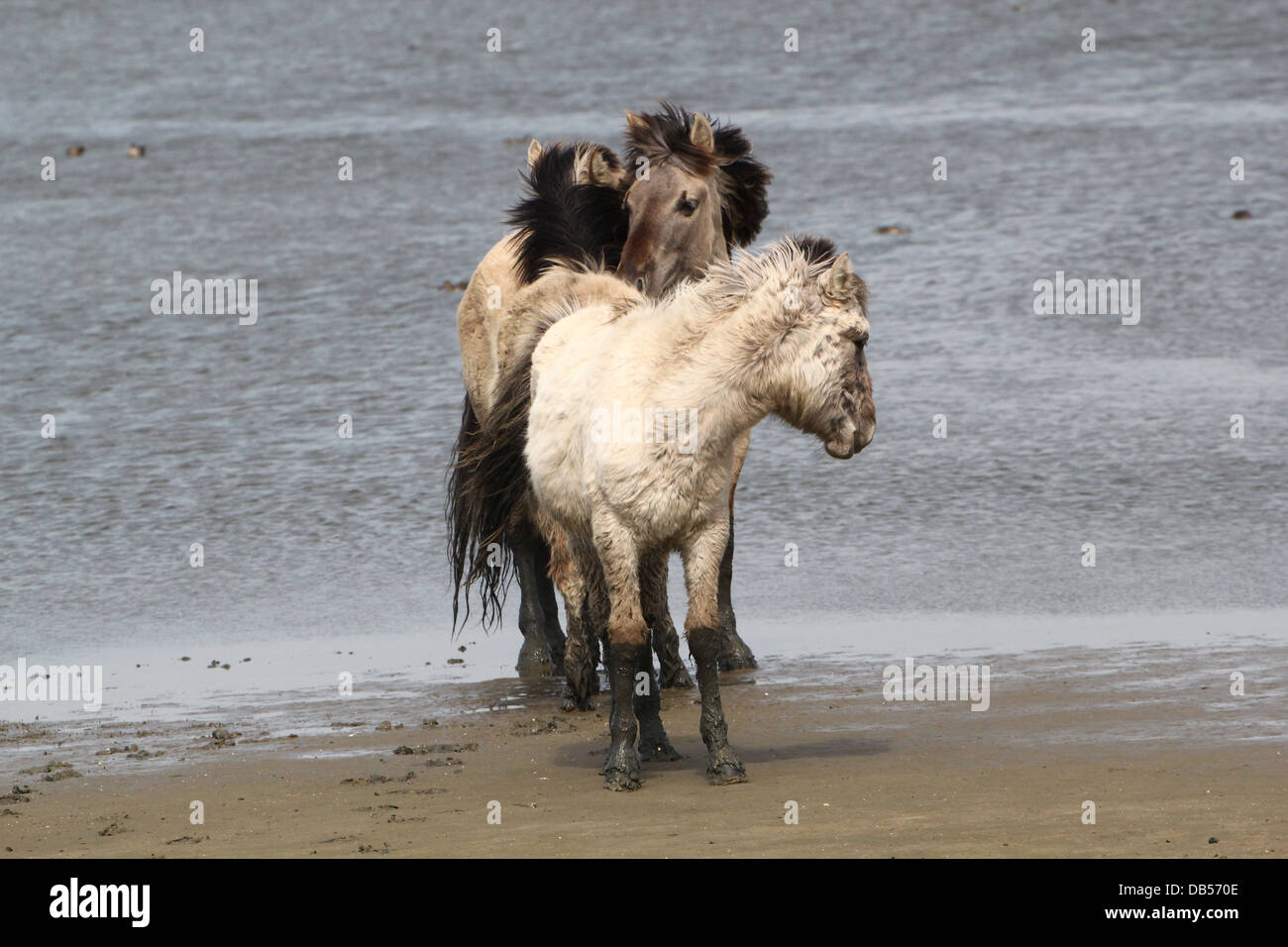 Horse mating hi-res stock photography and images - Alamy