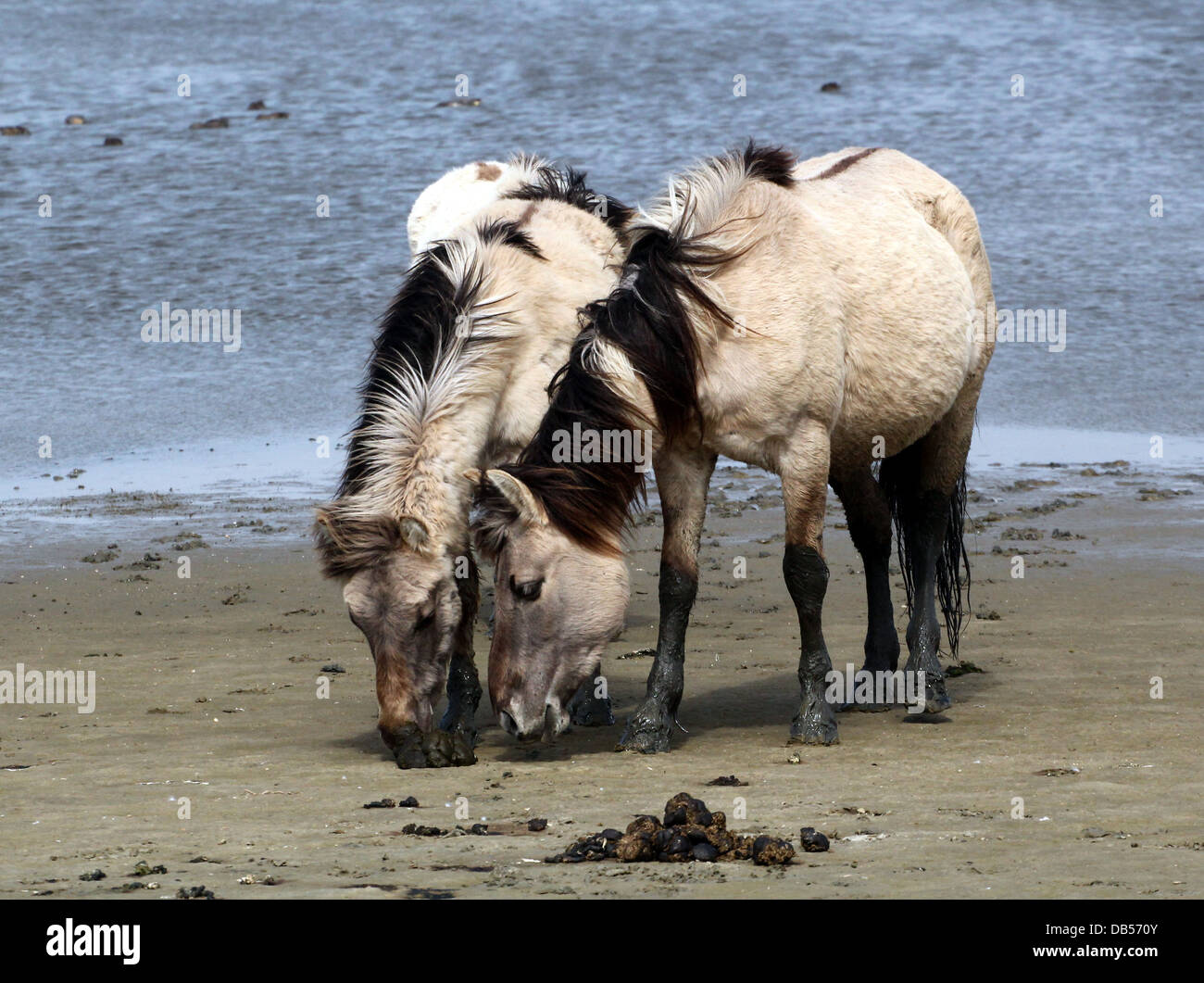 Polish primitive horses a.k.a. Konik Horses at Oostvaardersplassen ...
