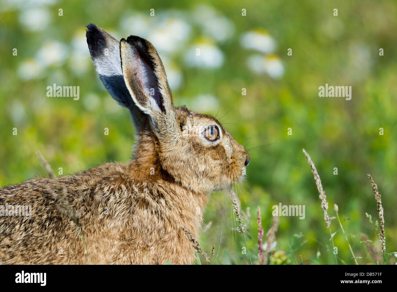 Hare in Grass Stock Photo - Alamy