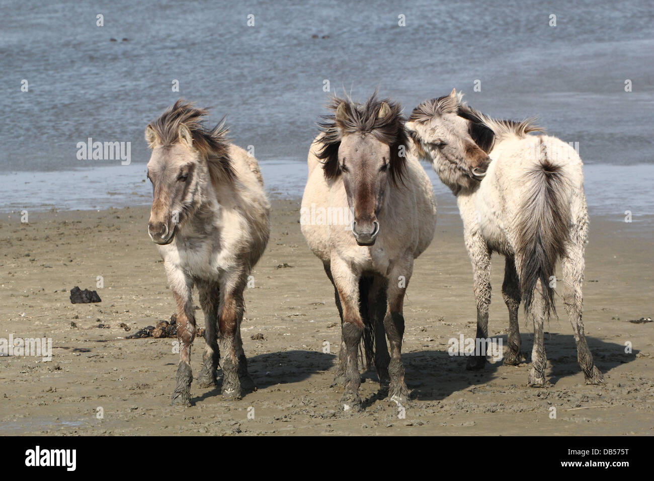 Horse mating hi-res stock photography and images - Alamy