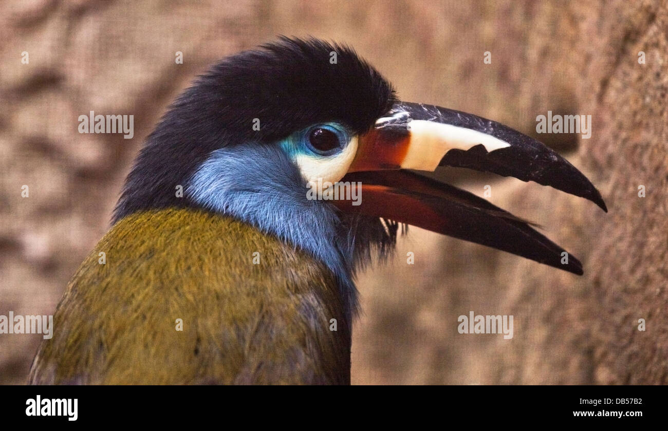 Andigena laminirostris hi-res stock photography and images - Alamy