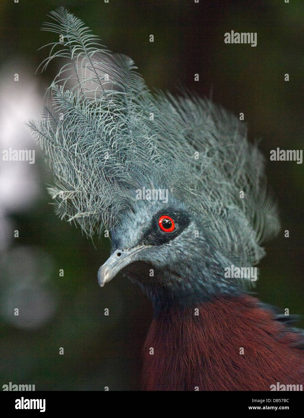 Southern Crowned Pigeon (goura scheepmakeri Stock Photo - Alamy