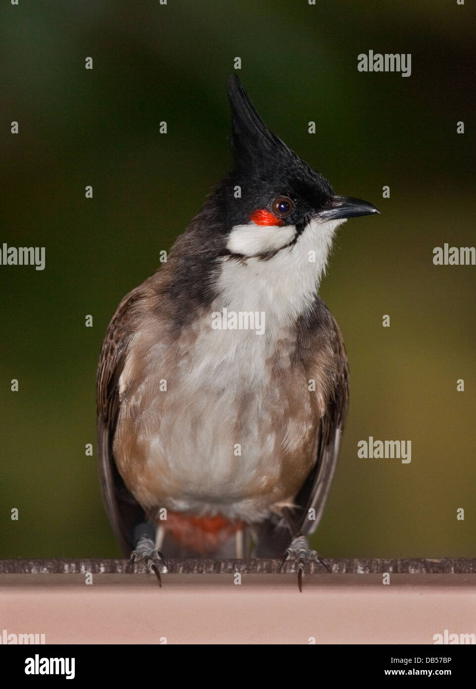 Bulbul pycnonotus hi-res stock photography and images - Alamy